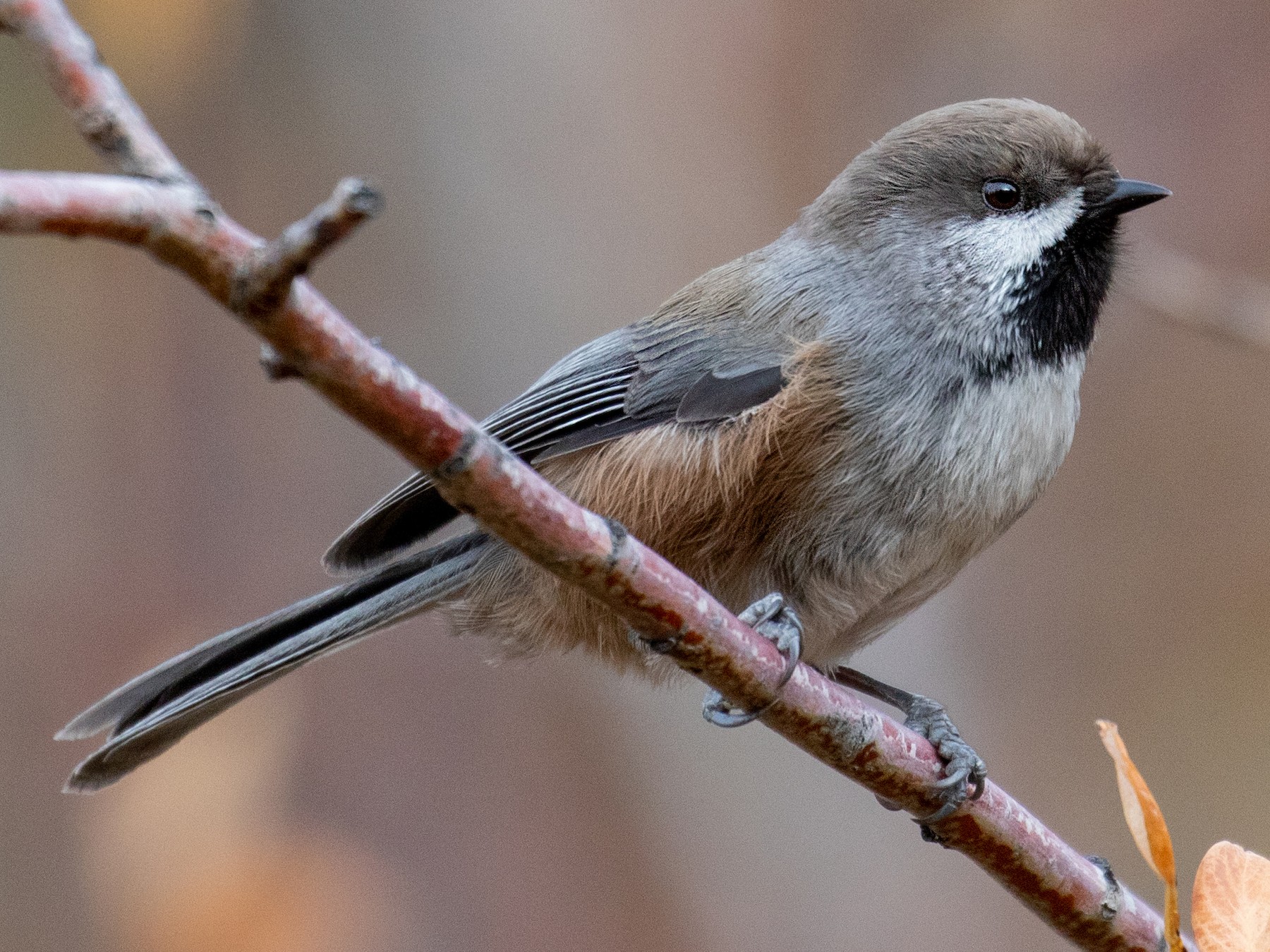 Boreal Chickadee - eBird