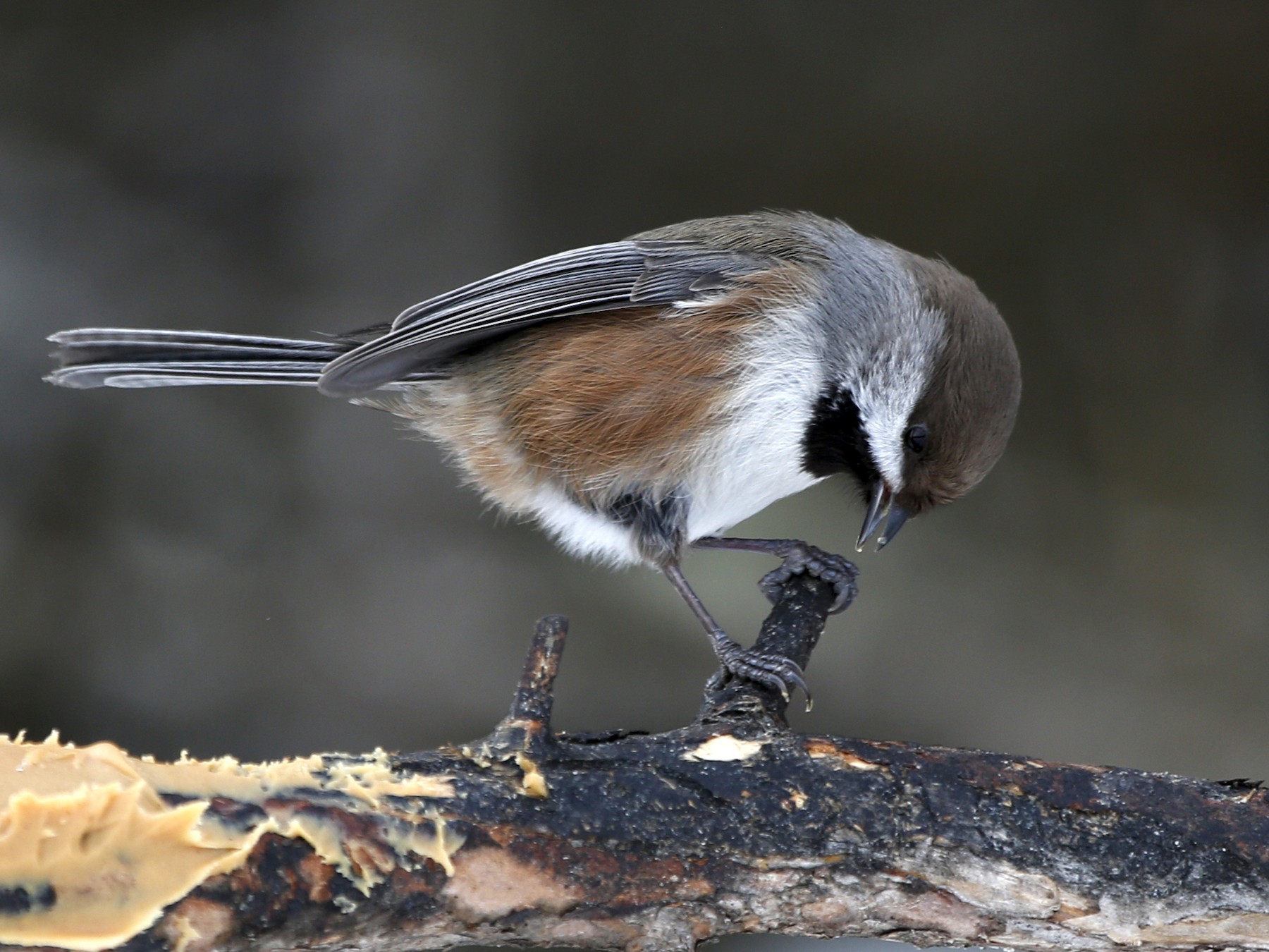 Boreal Chickadee - eBird