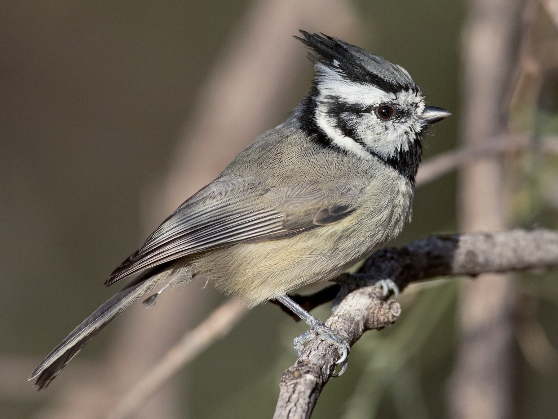 Bridled Titmouse - eBird