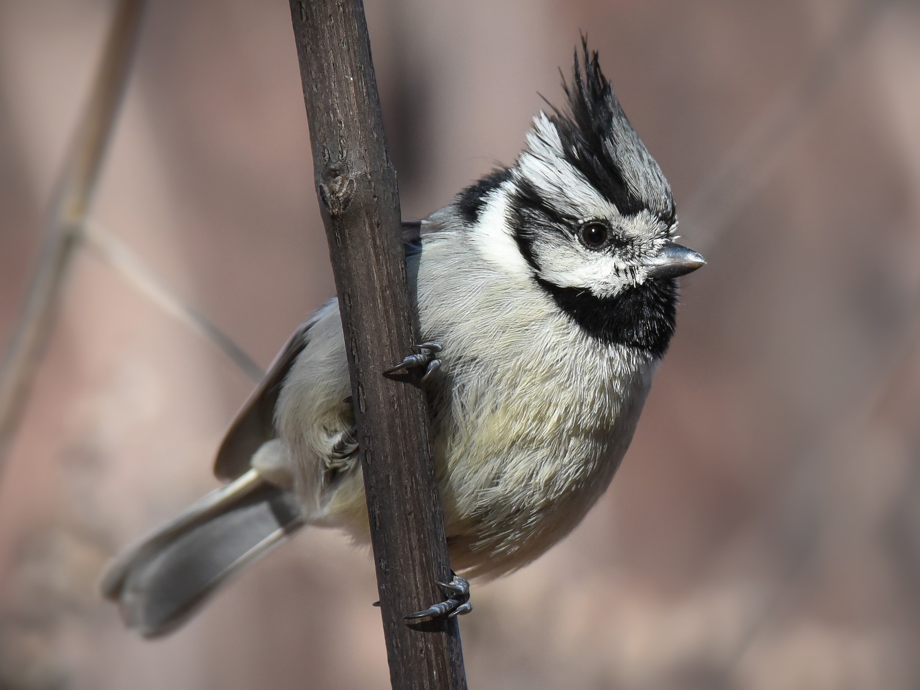 Bridled Titmouse - eBird