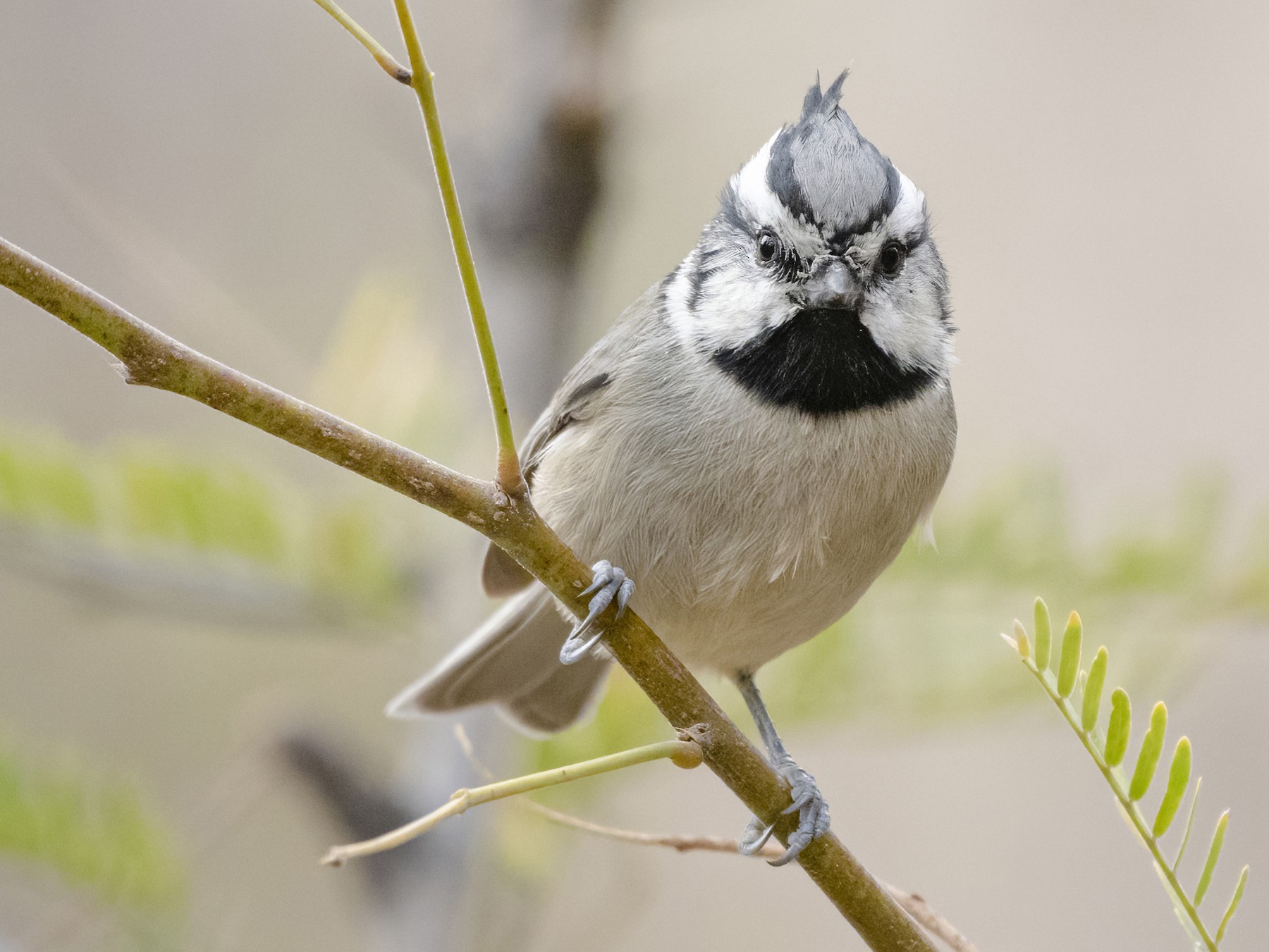 Bridled Titmouse - eBird