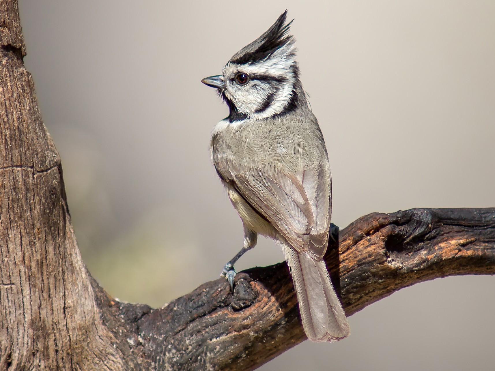 Mésange arlequin - eBird