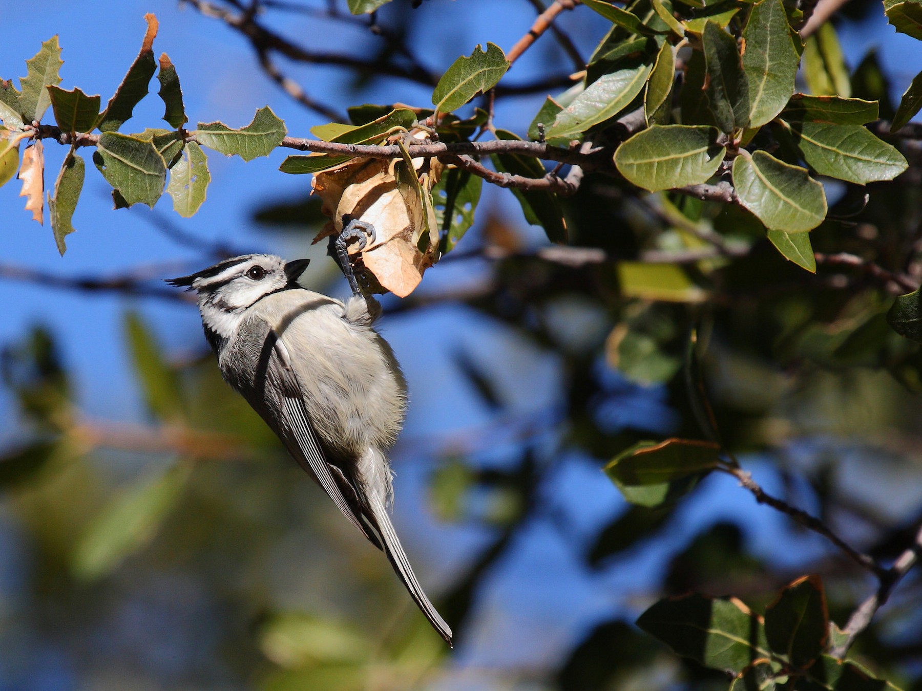 Bridled Titmouse - eBird