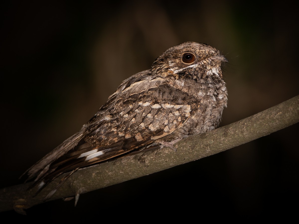 Little Nightjar - Setopagis parvula - Birds of the World