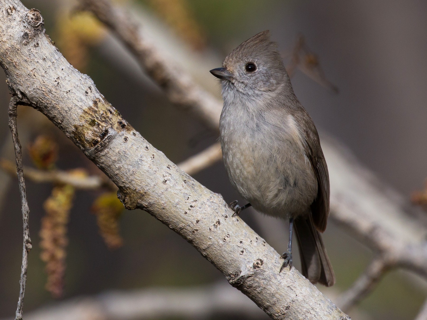 Oak Titmouse - eBird