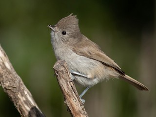 Oak Titmouse - eBird