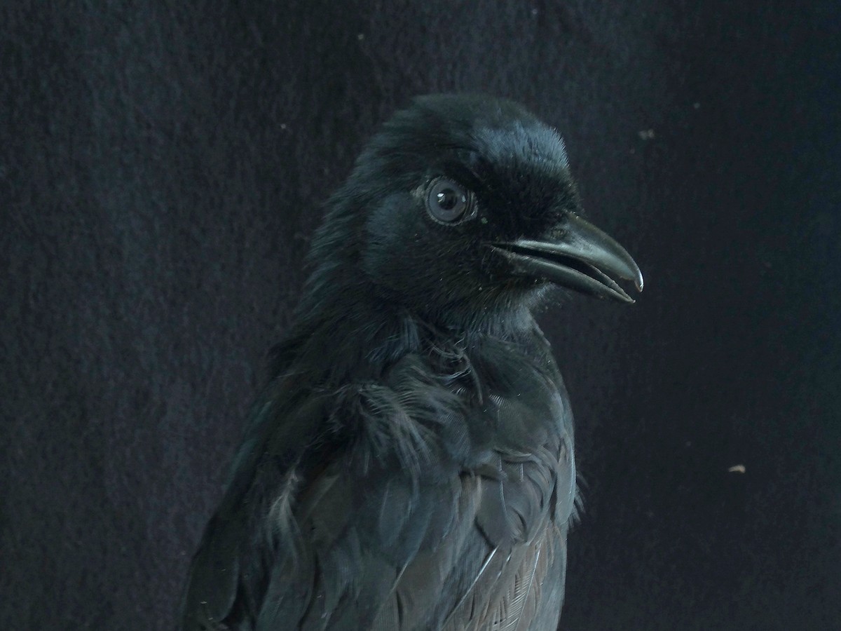 Western Boubou - Laniarius poensis - Birds of the World