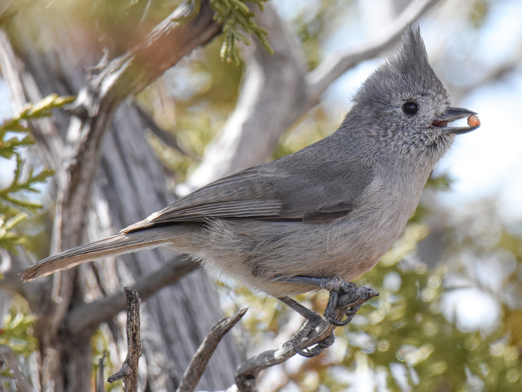 Juniper Titmouse - eBird