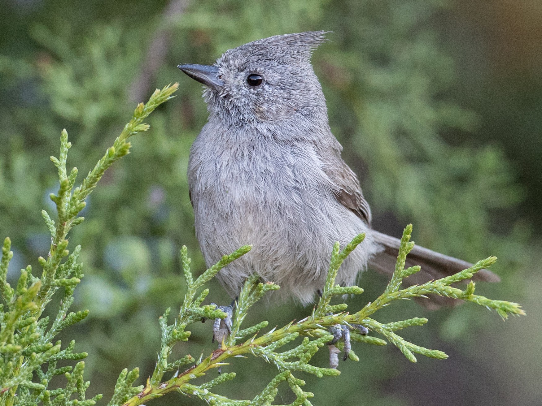 California Titmouse