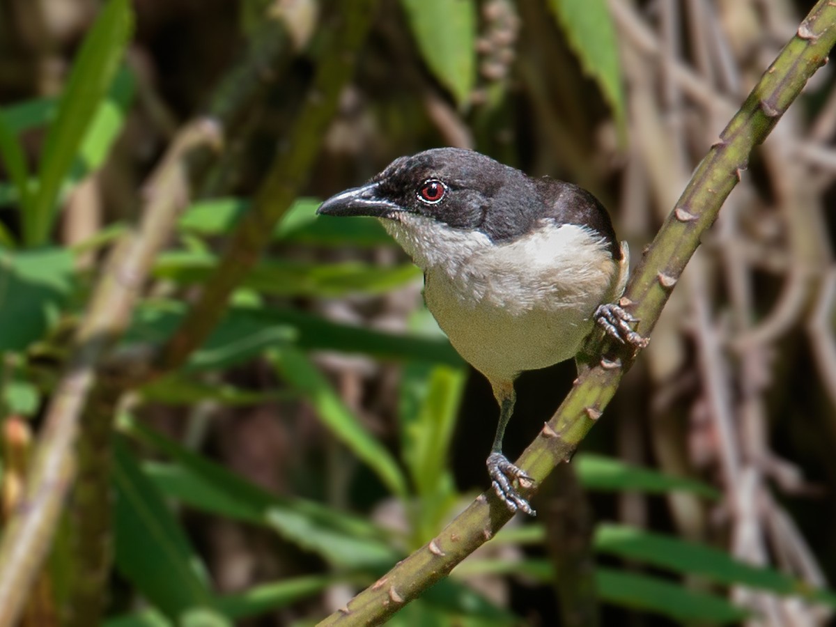 Zanzibar Boubou - Laniarius sublacteus - Birds of the World