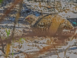 Blue Quail - Synoicus adansonii - Birds of the World