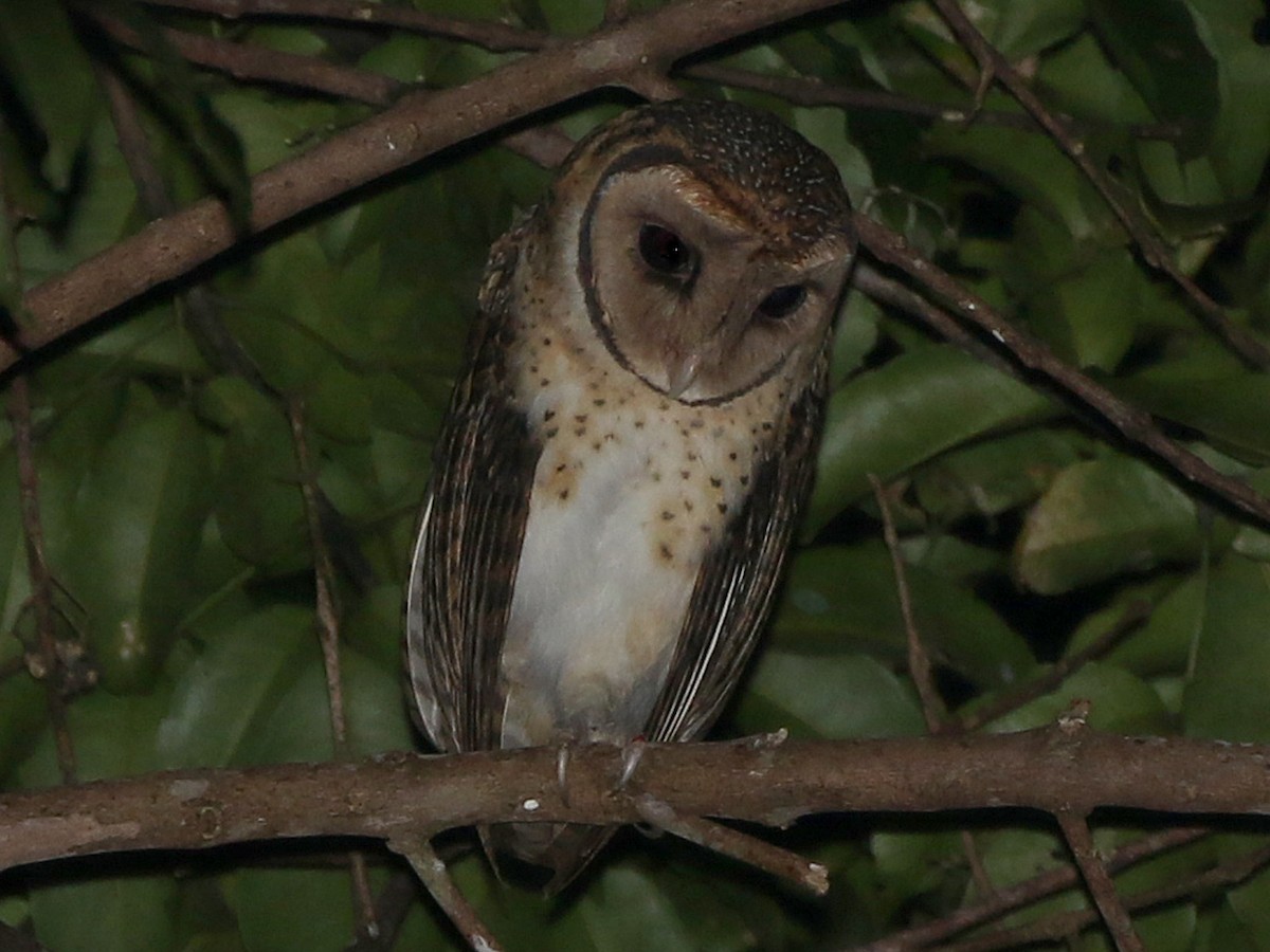Seram Masked-Owl - Tyto almae - Birds of the World