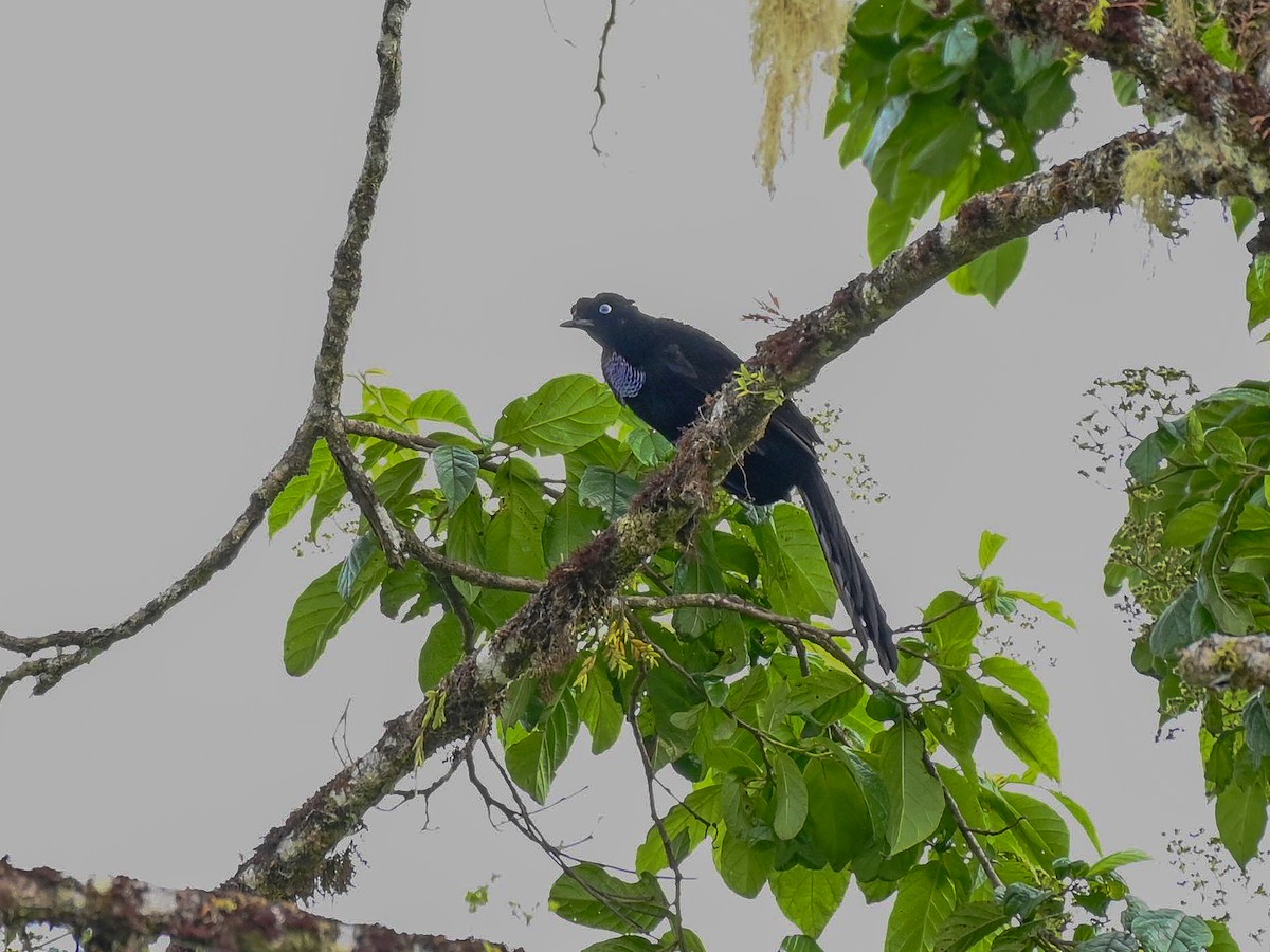 Wahnes's Parotia - Parotia wahnesi - Birds of the World
