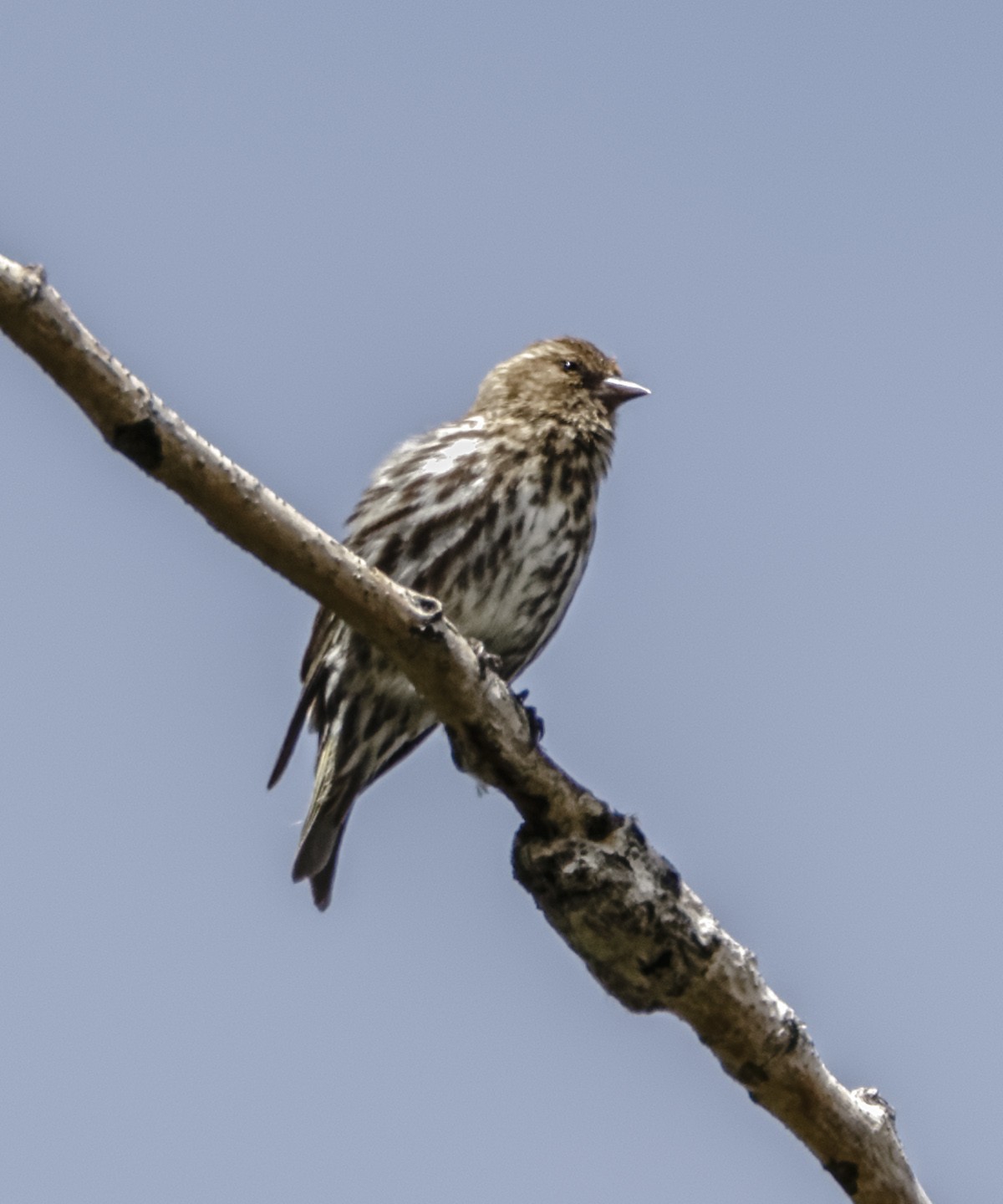 Acanthis/Spinus sp. - eBird