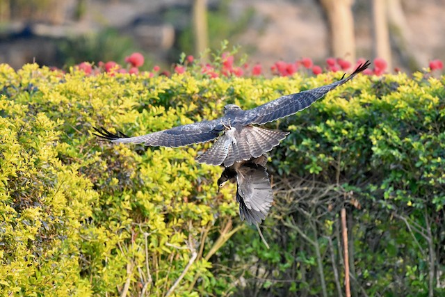 Eastern Buzzard - Buteo japonicus - Birds of the World