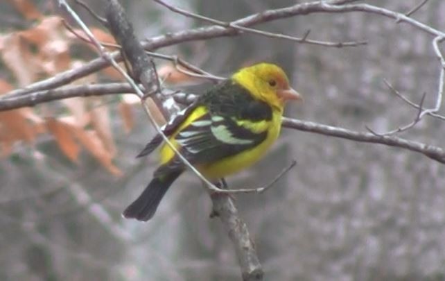 eBird Checklist - 30 Jan 2021 - US-Tennessee-Pegram-4142 Scenic View ...