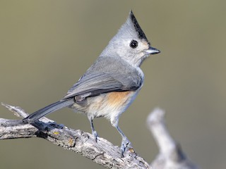 Black-crested Titmouse - eBird