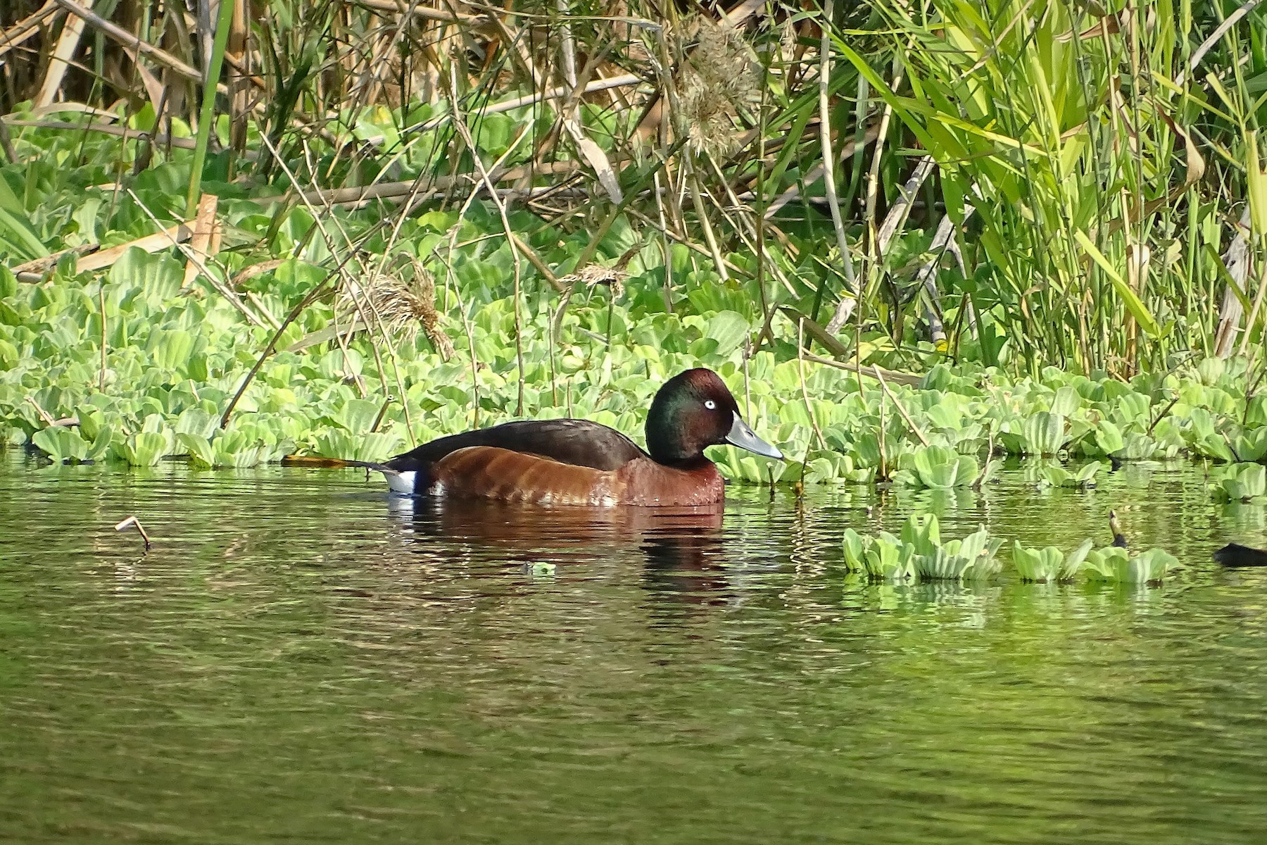 Ferruginous Duck x Baer's Pochard (hybrid) - eBird