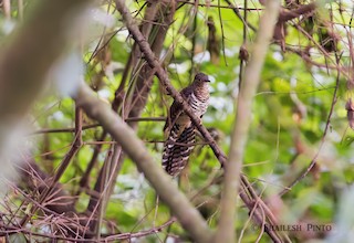 Barred Long-tailed Cuckoo - Cercococcyx montanus - Birds of the World
