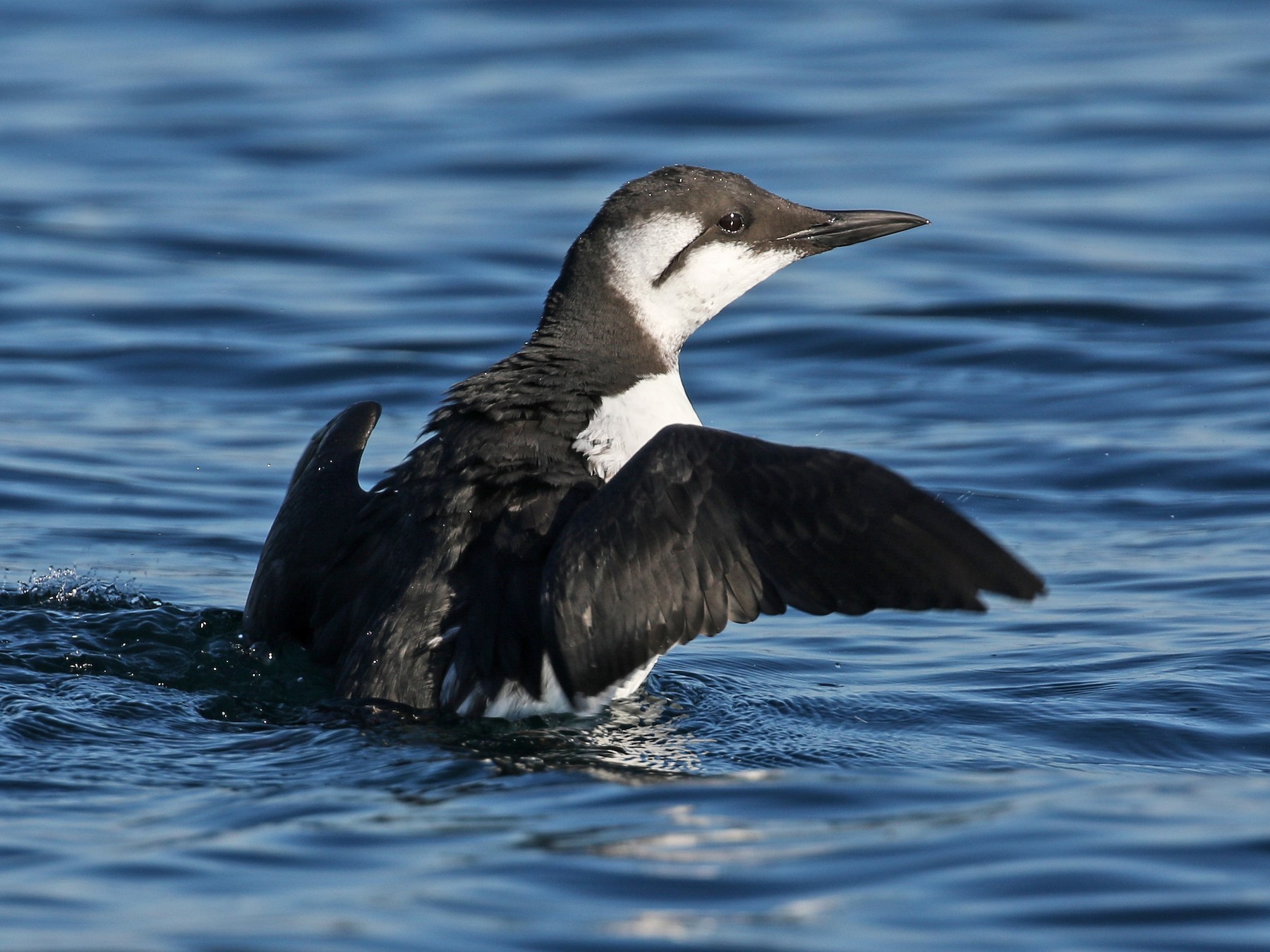 Common Murre - eBird