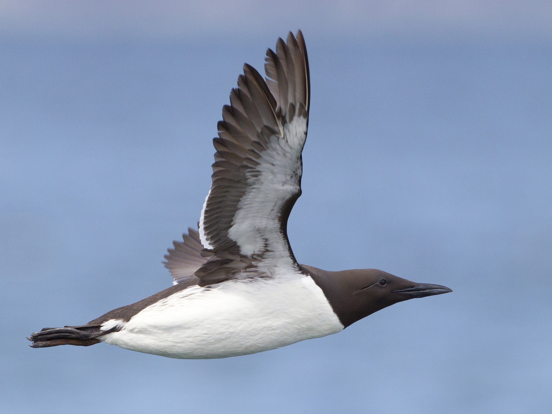 Common Murre - eBird