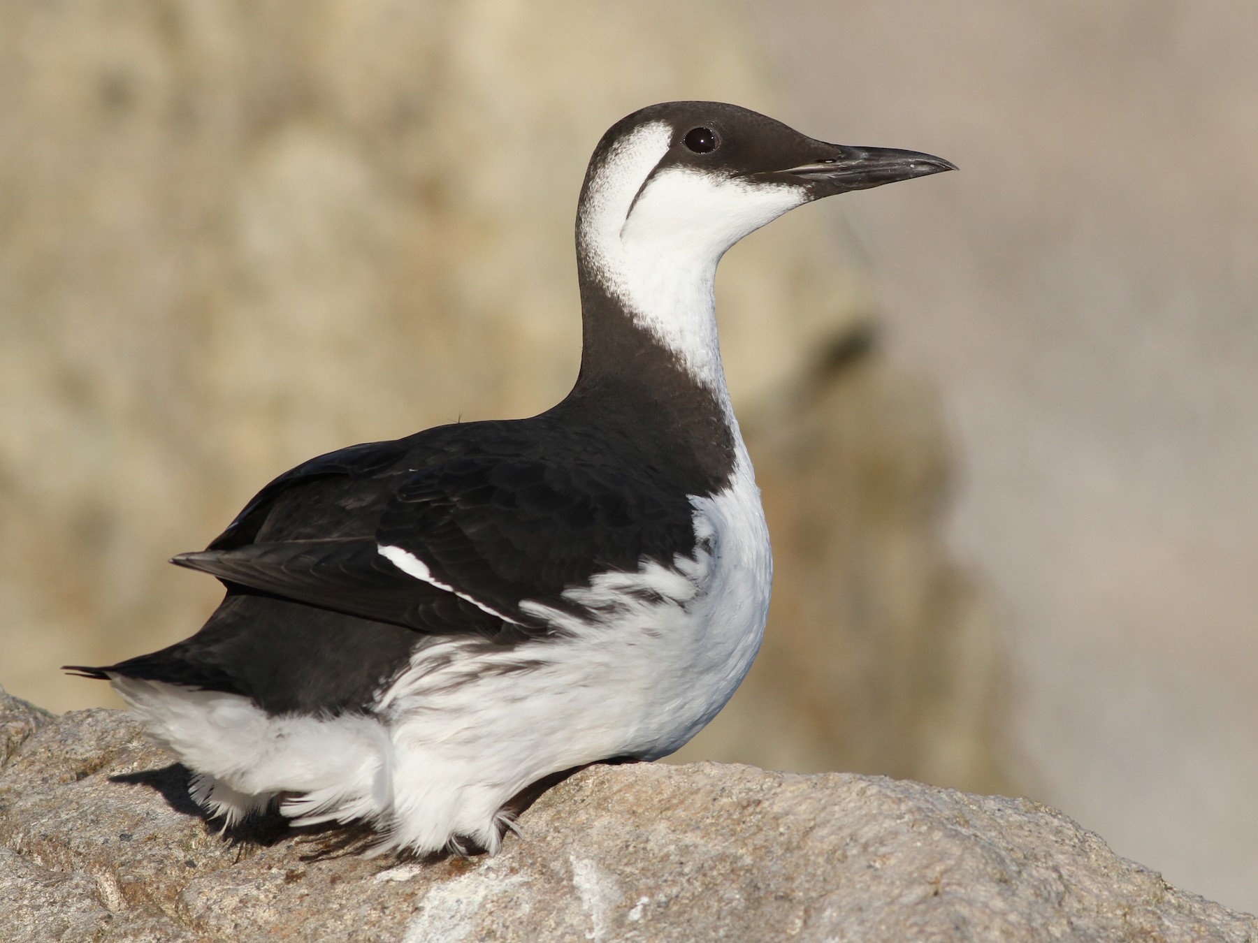 Common Murre - eBird
