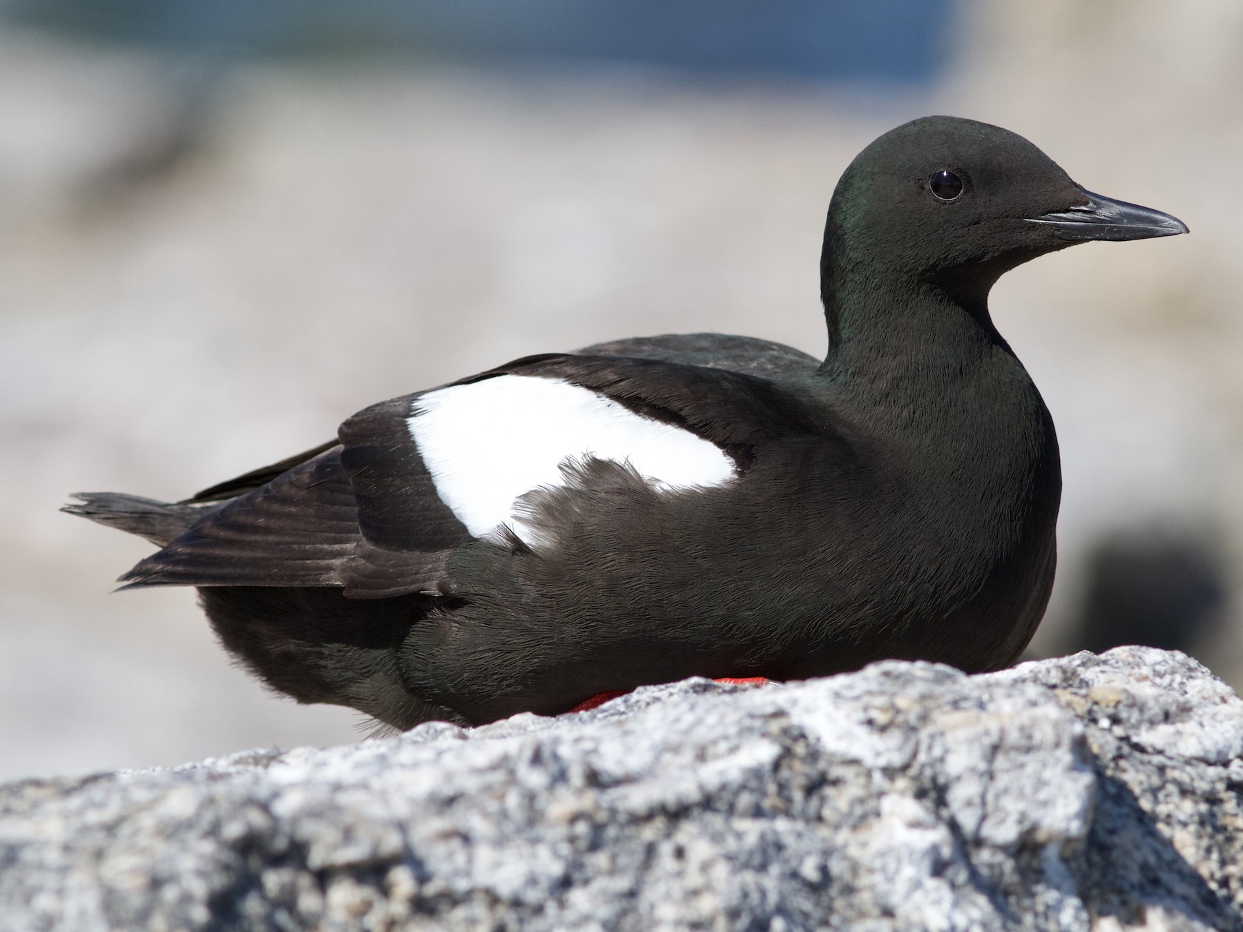 Black Guillemot - eBird