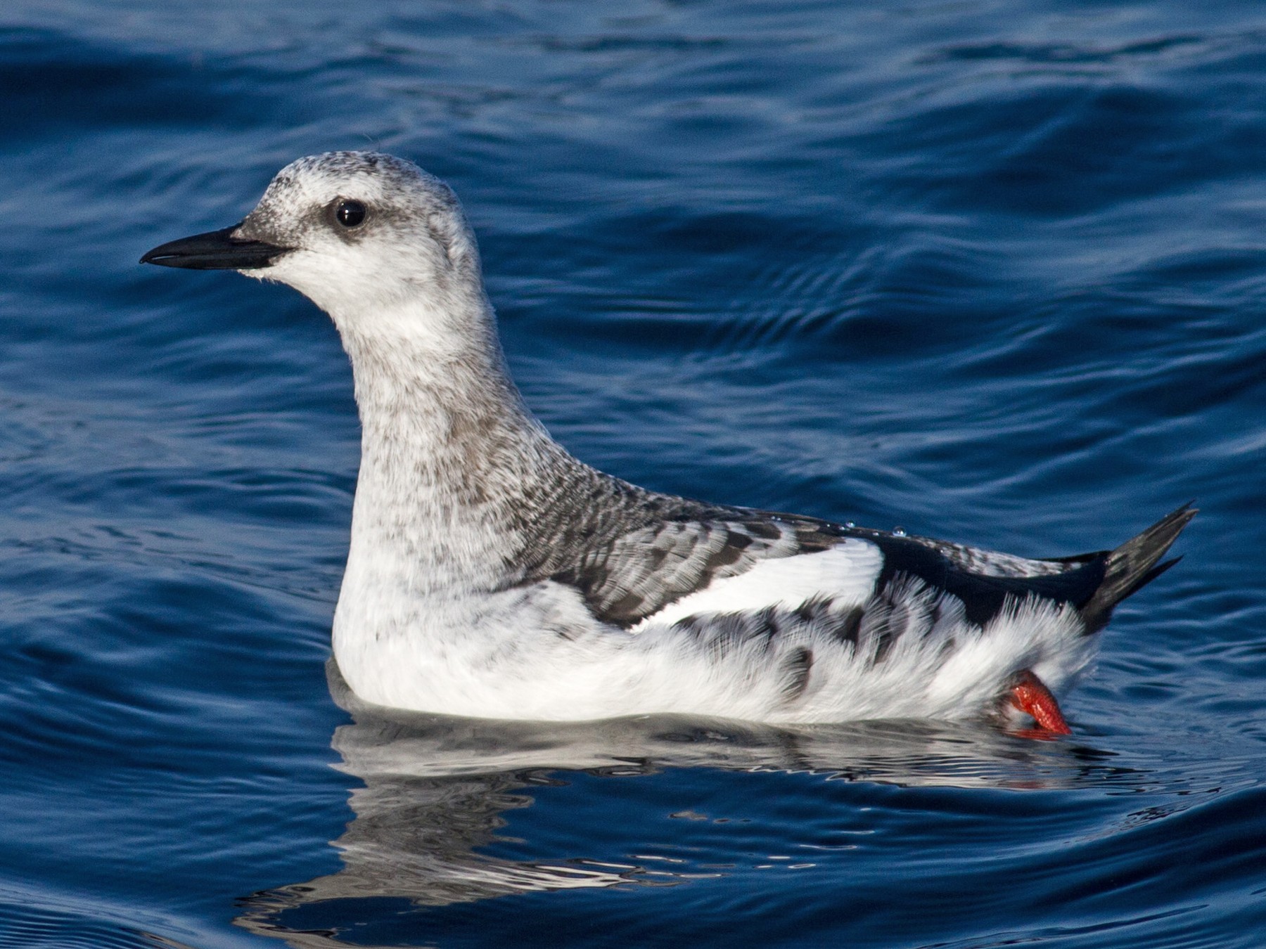 Black Guillemot - eBird