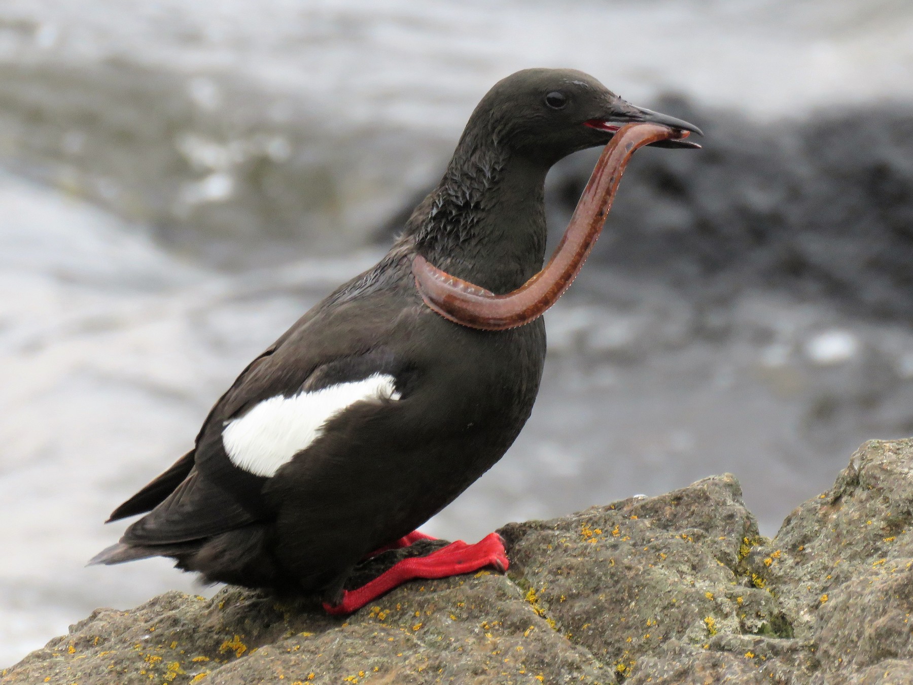 Black Guillemot - eBird