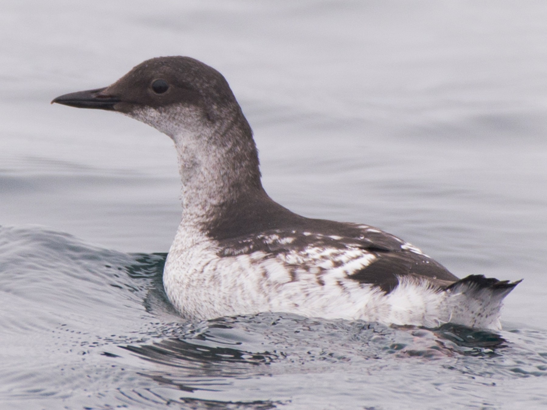 Pigeon Guillemot - eBird