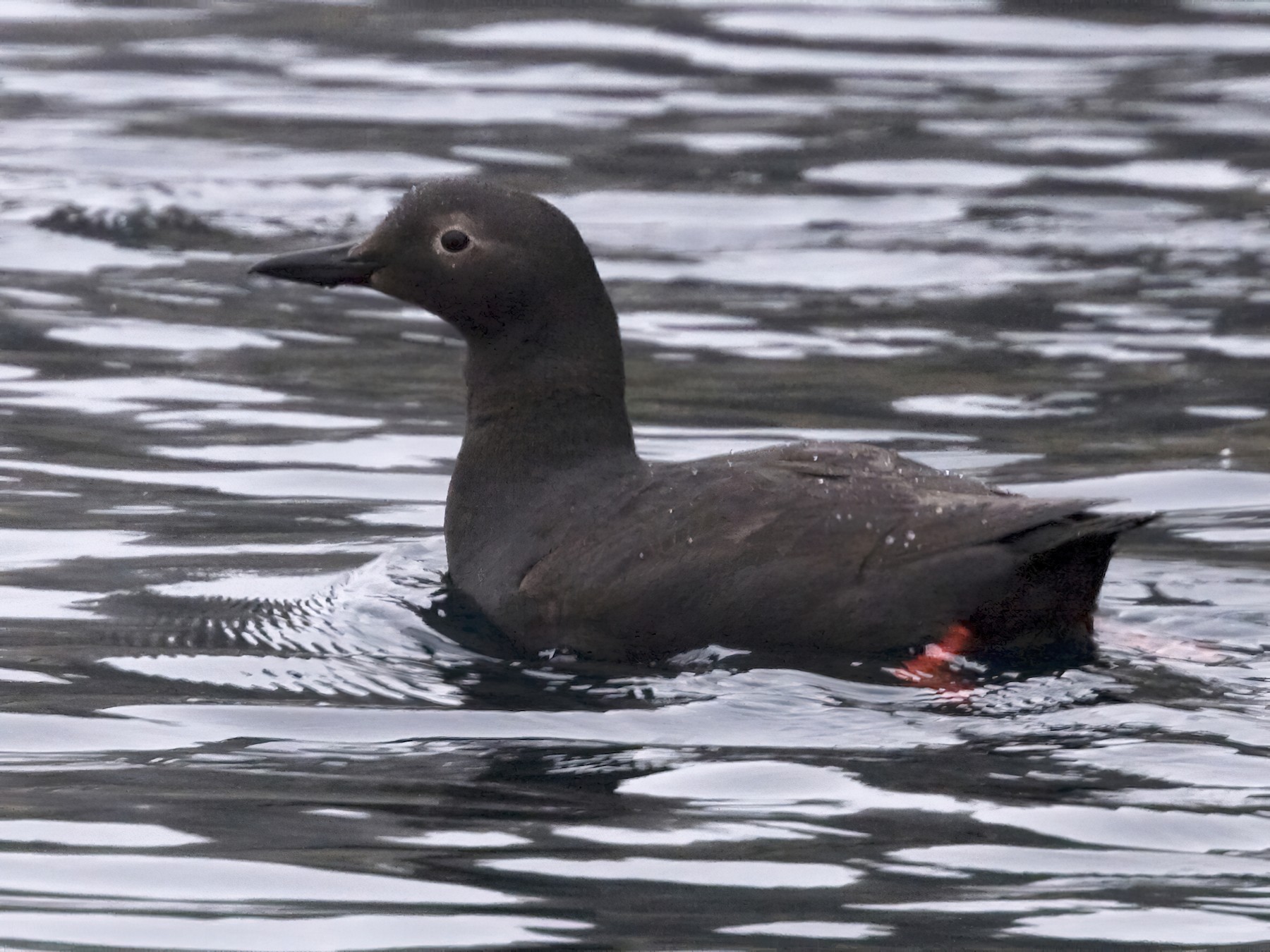 Pigeon Guillemot - eBird