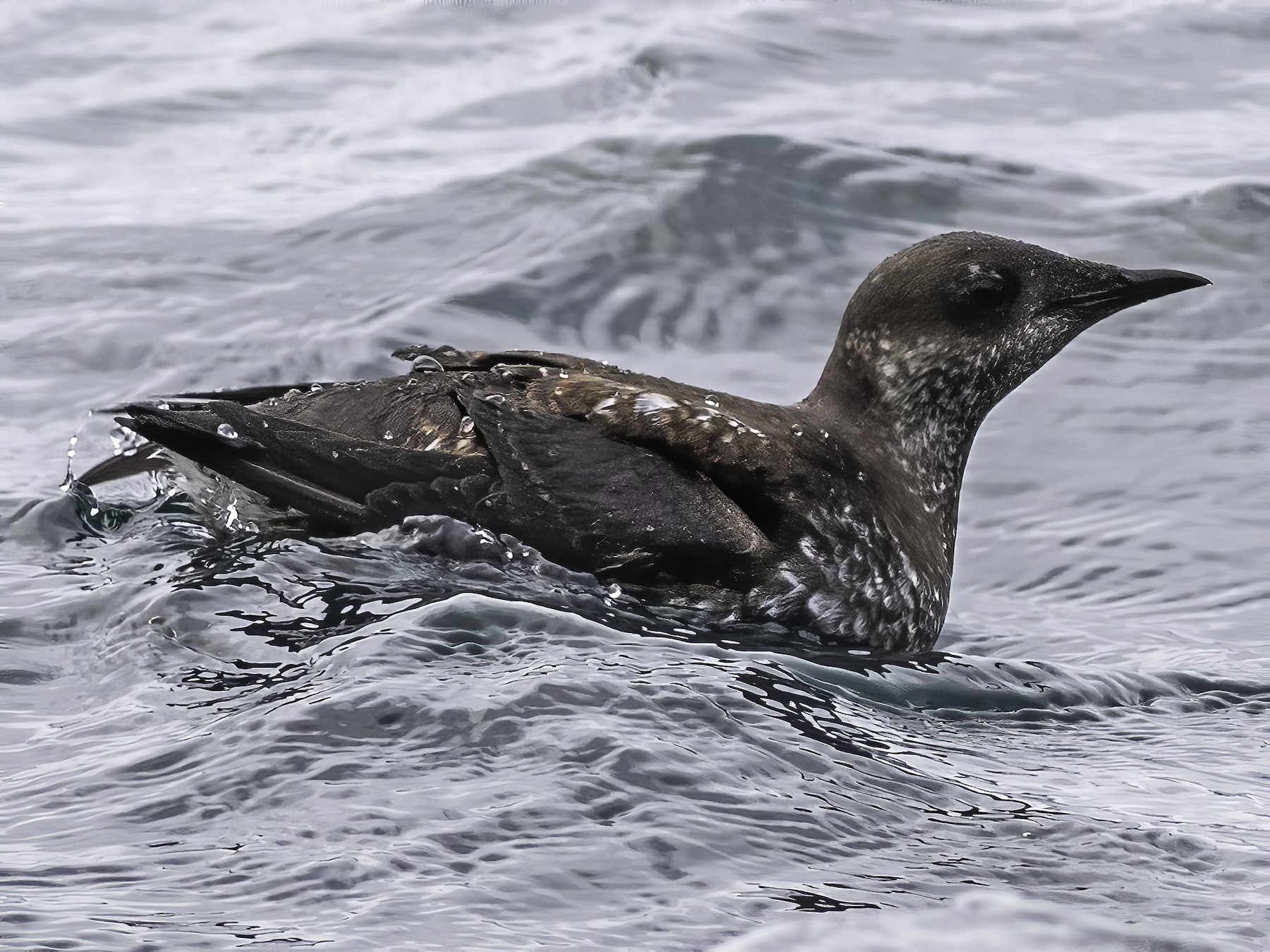 Marbled Murrelet - eBird