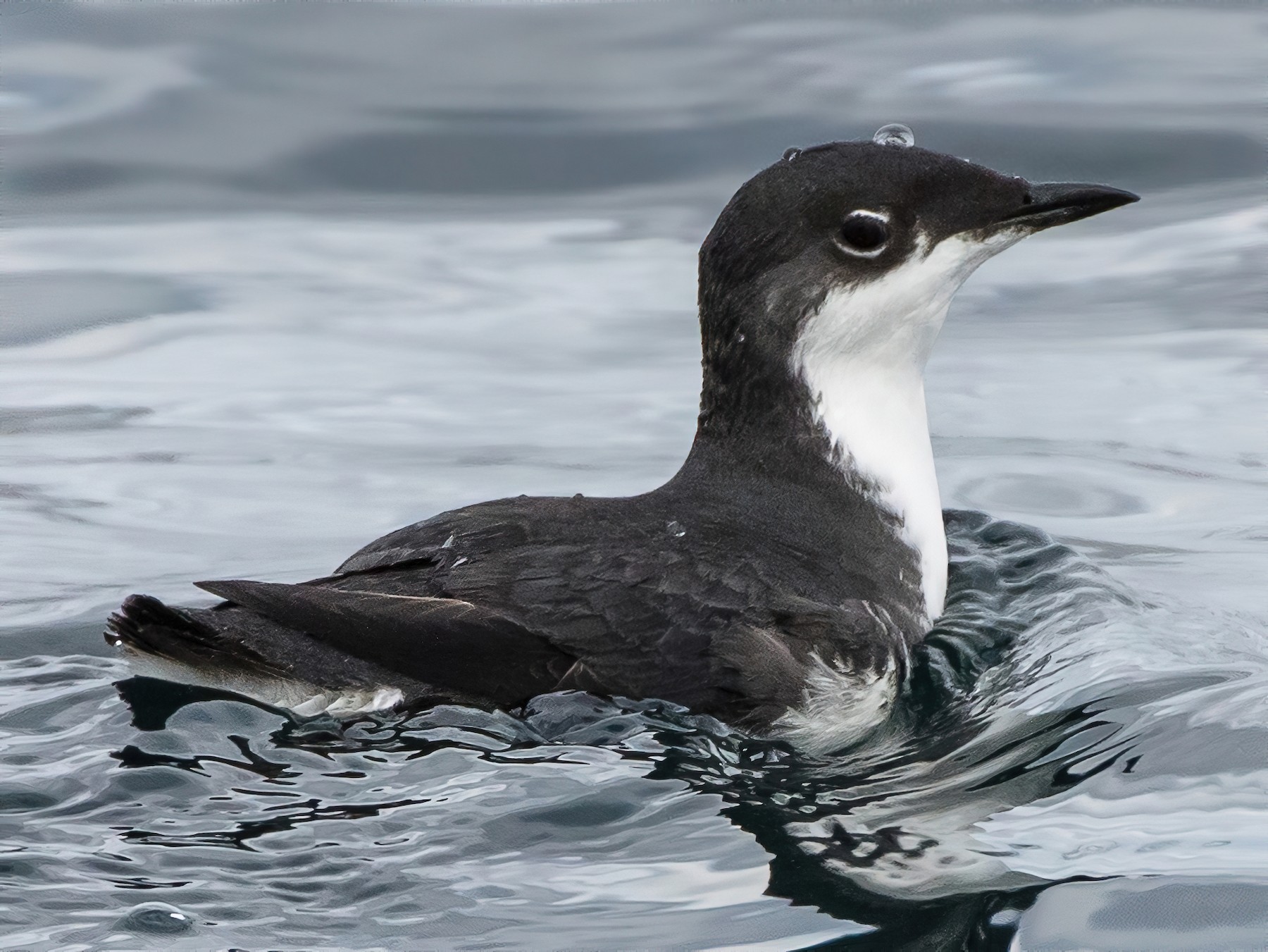 Scripps's Murrelet - eBird