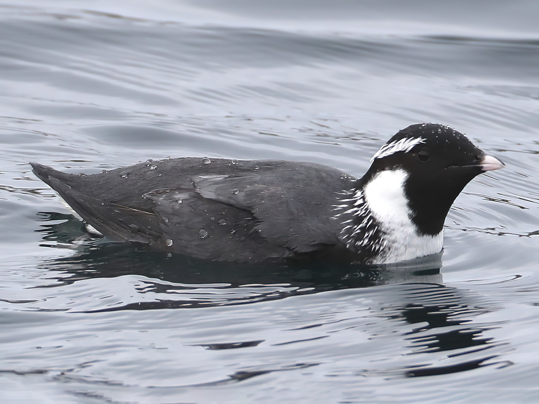Ancient Murrelet - eBird
