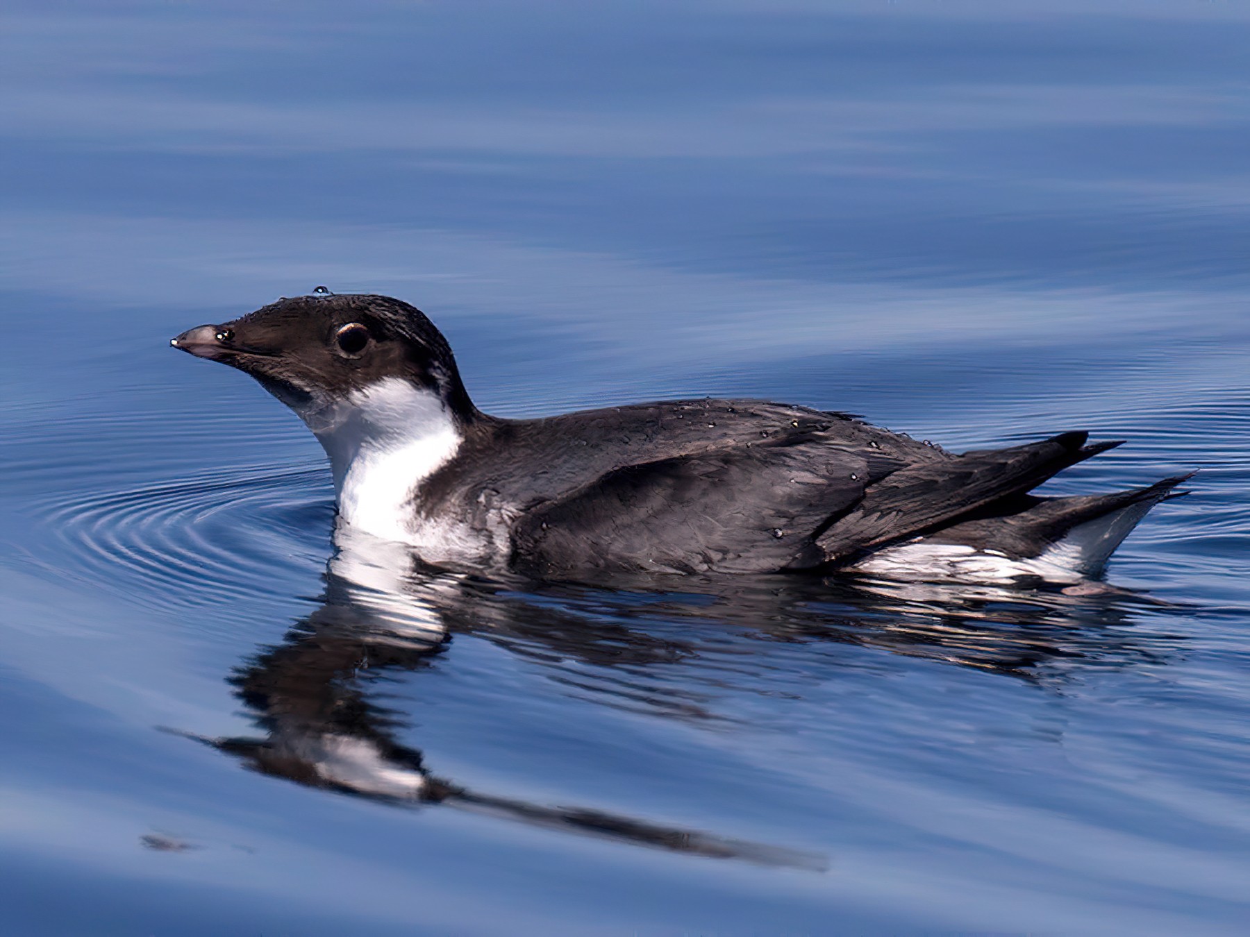Ancient Murrelet - eBird