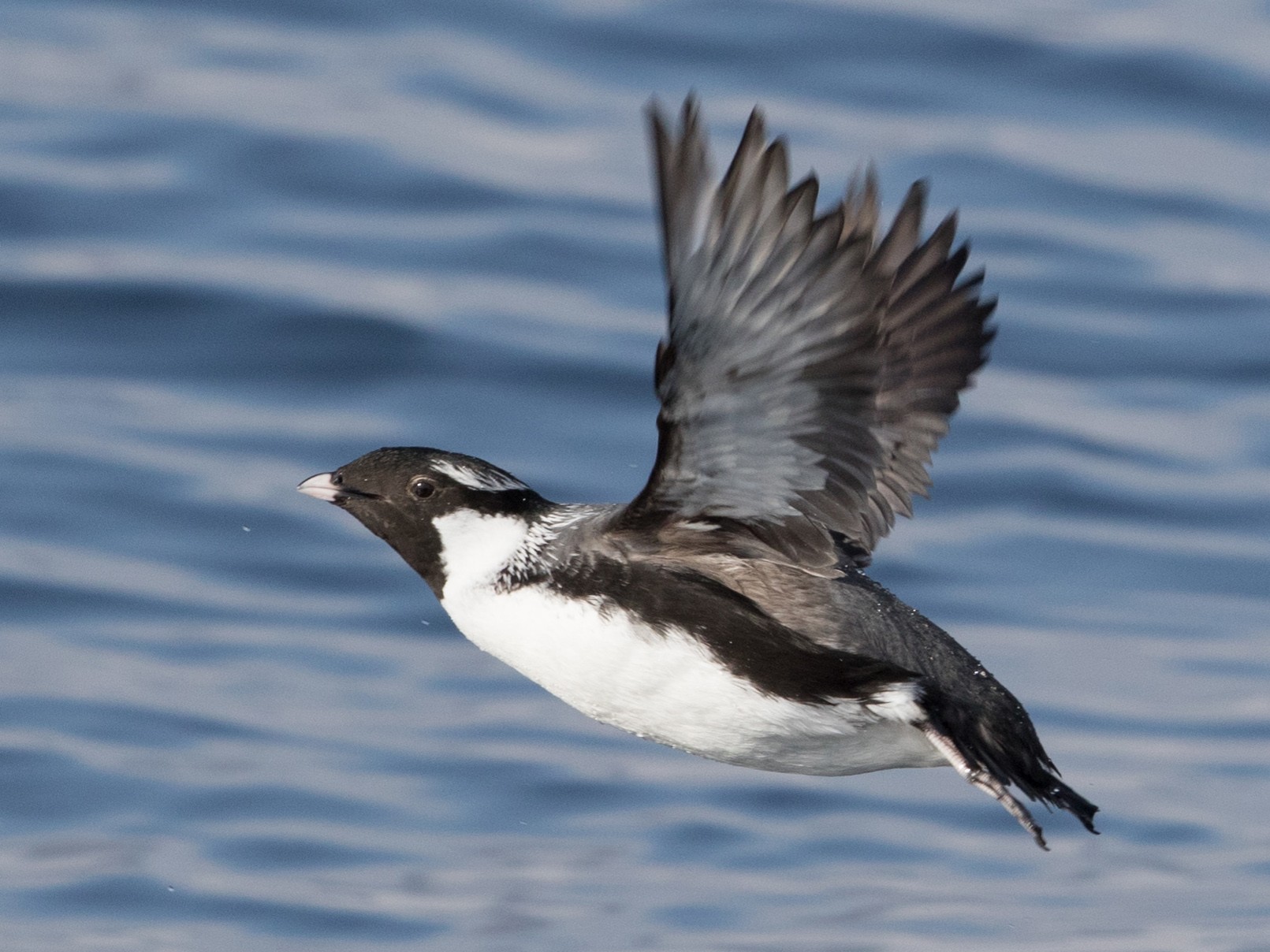 Ancient Murrelet - eBird