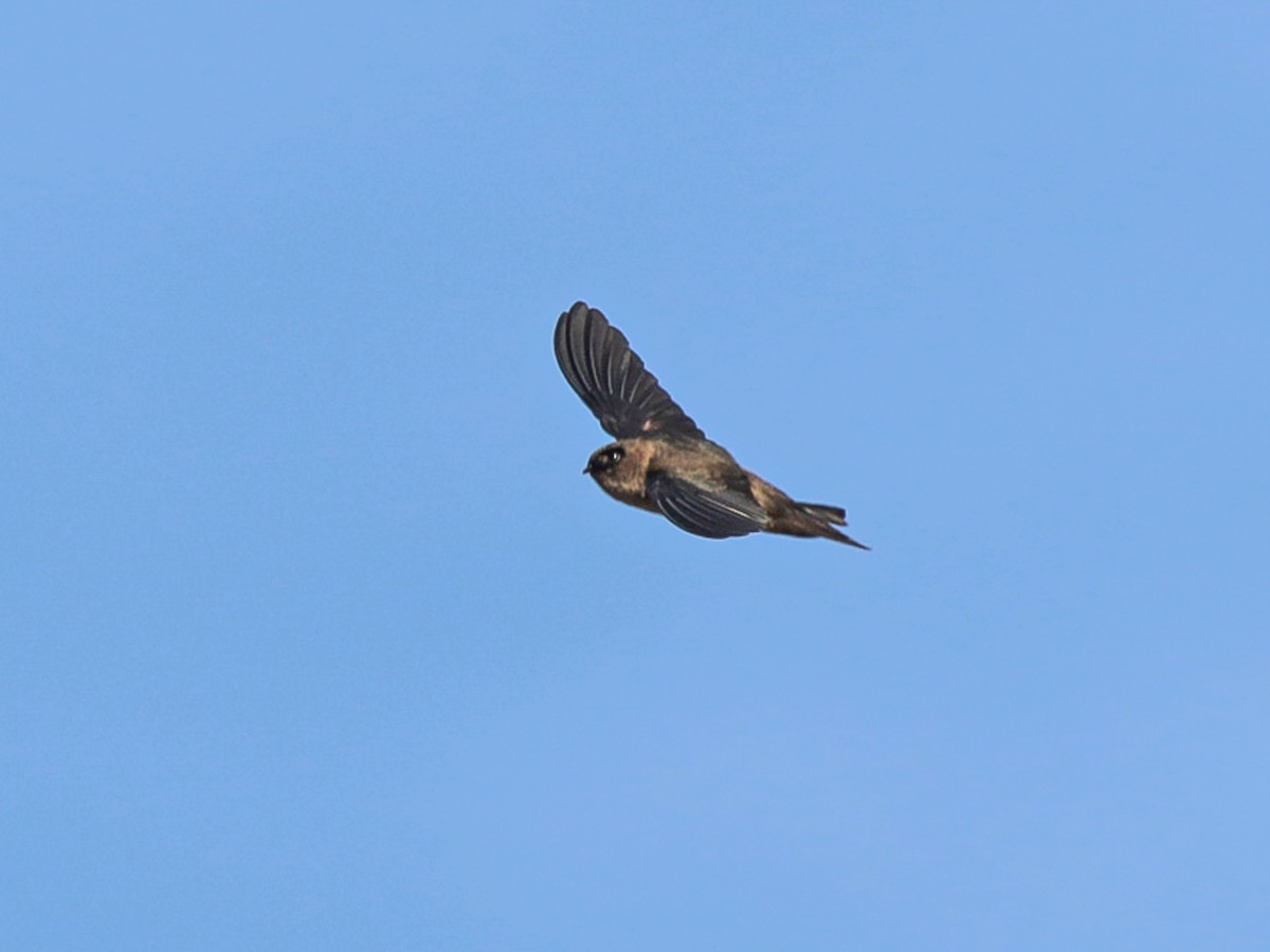 Marquesan Swiftlet - Aerodramus ocistus - Birds of the World