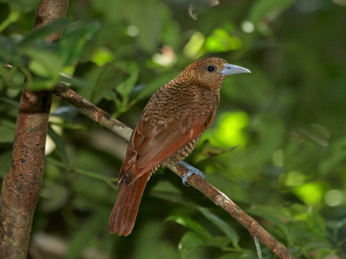 Bernier's Vanga - Oriolia bernieri - Birds of the World