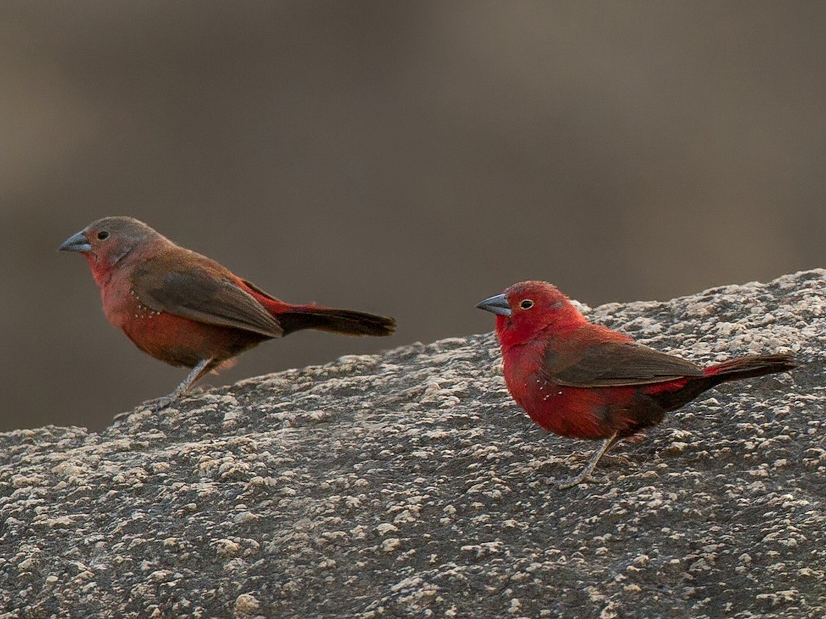 Rock Firefinch - Lagonosticta sanguinodorsalis - Birds of the World