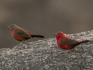Rock Firefinch - Lagonosticta sanguinodorsalis - Birds of the World