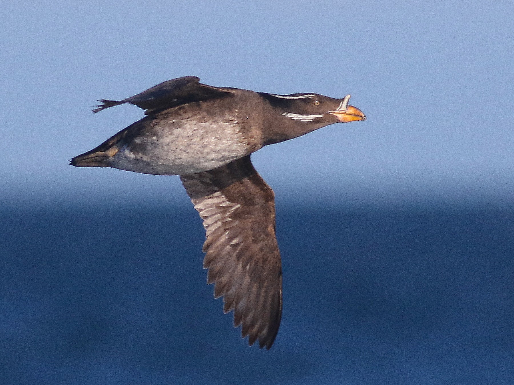 Rhinoceros Auklet - eBird