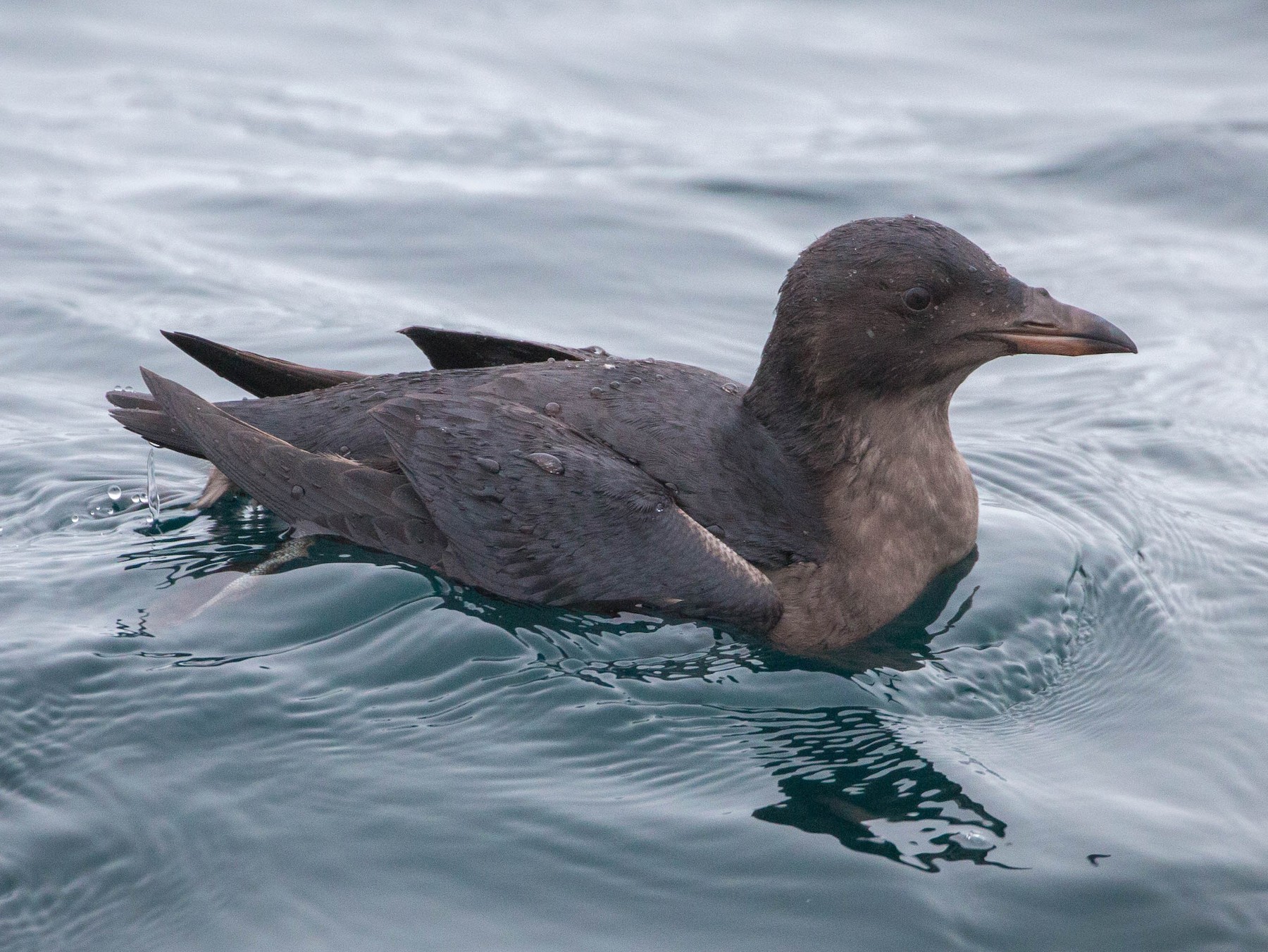 Rhinoceros Auklet - eBird