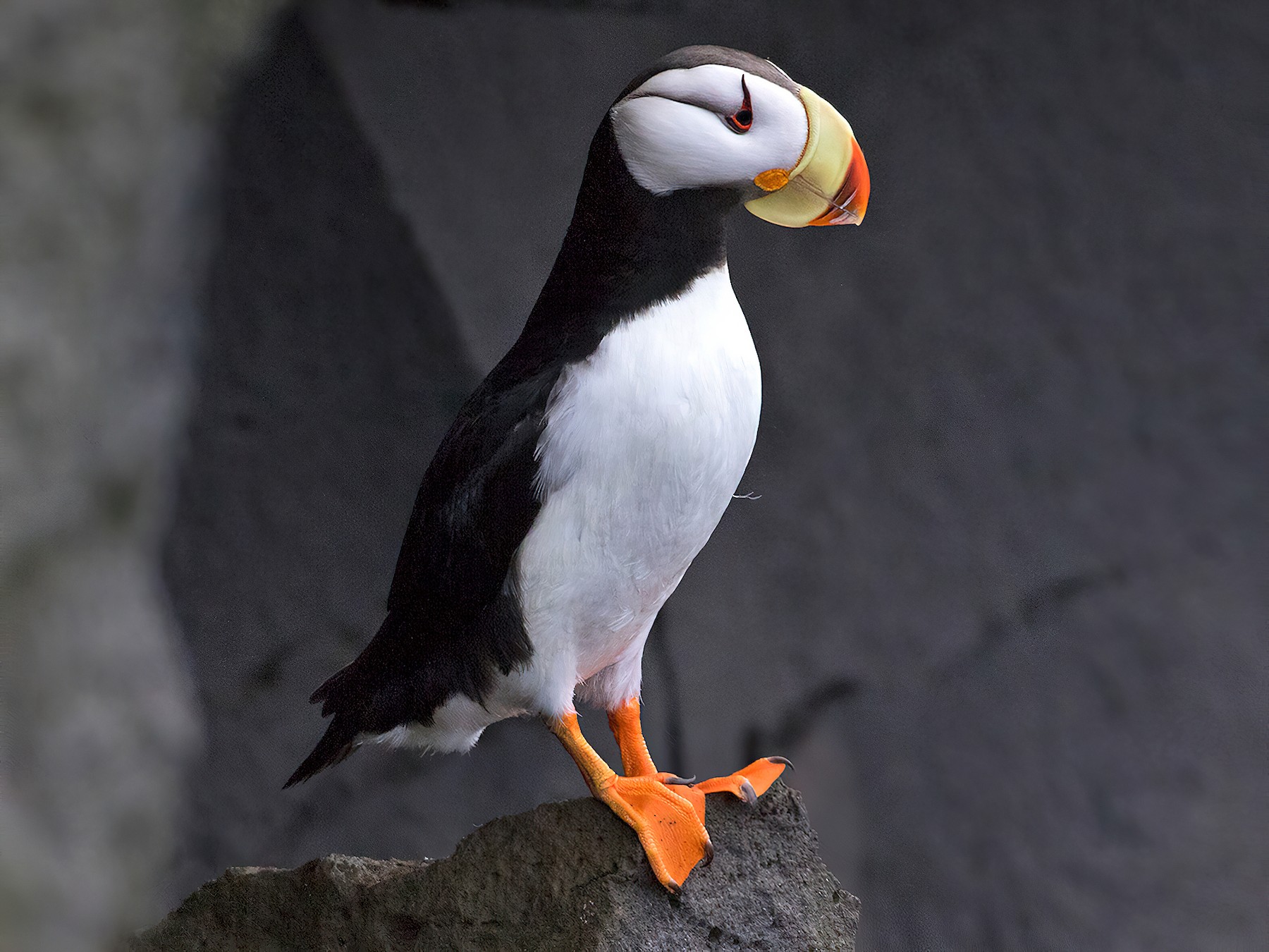 Puffin