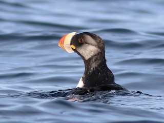 Horned Puffin - eBird