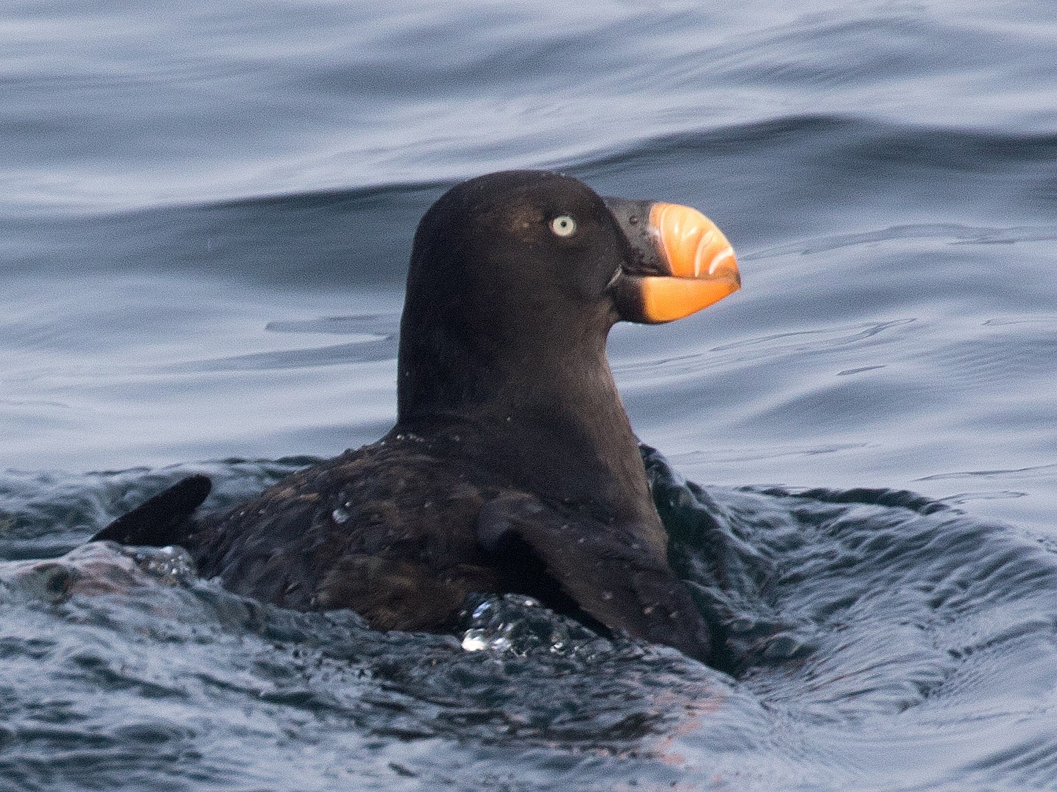 Tufted Puffin - eBird