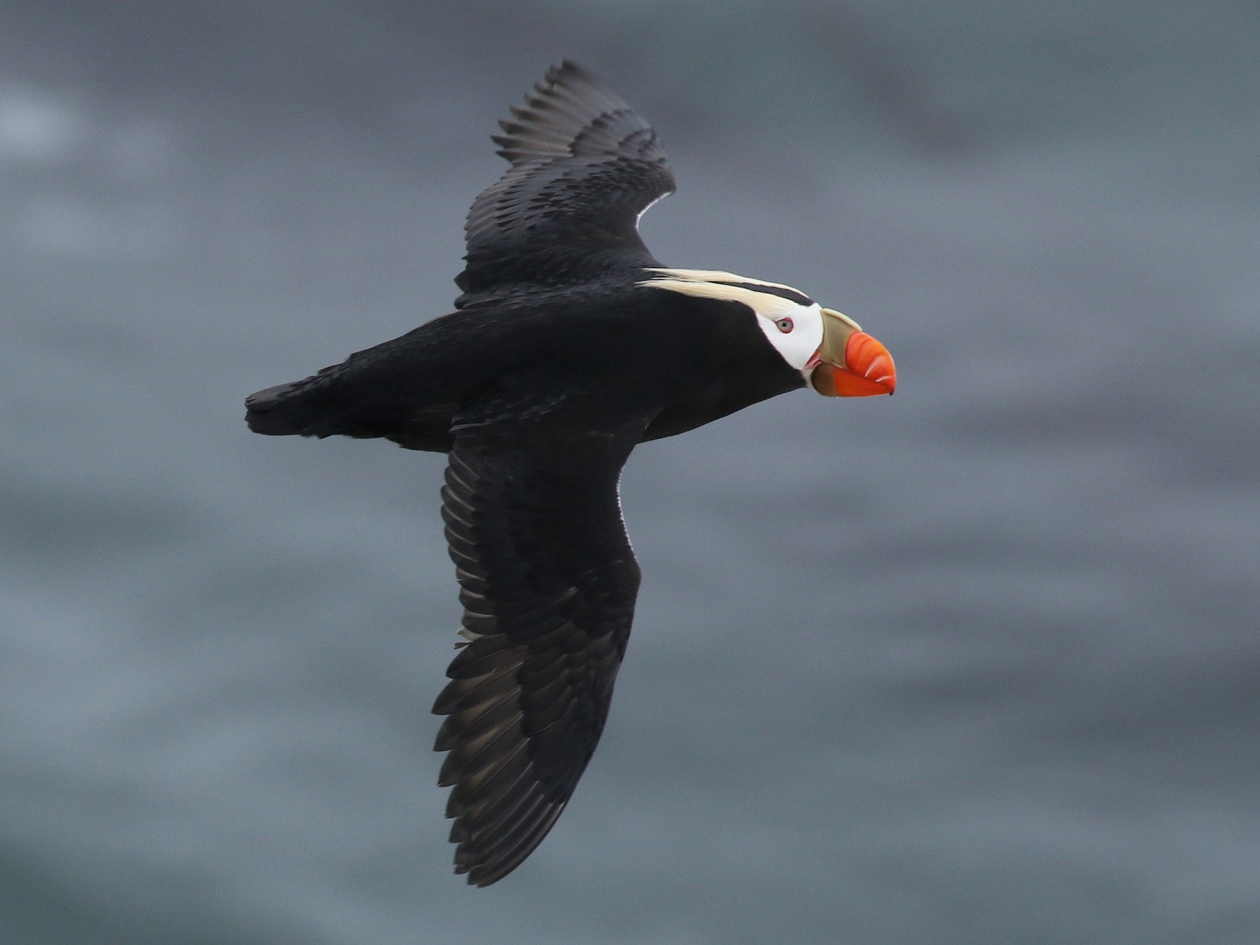 Tufted Puffin - eBird