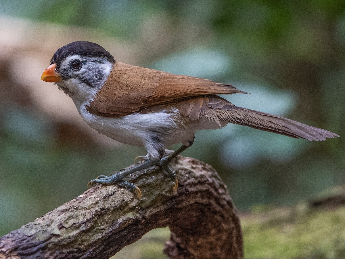 Black-headed Parrotbill - Paradoxornis margaritae - Birds of the World