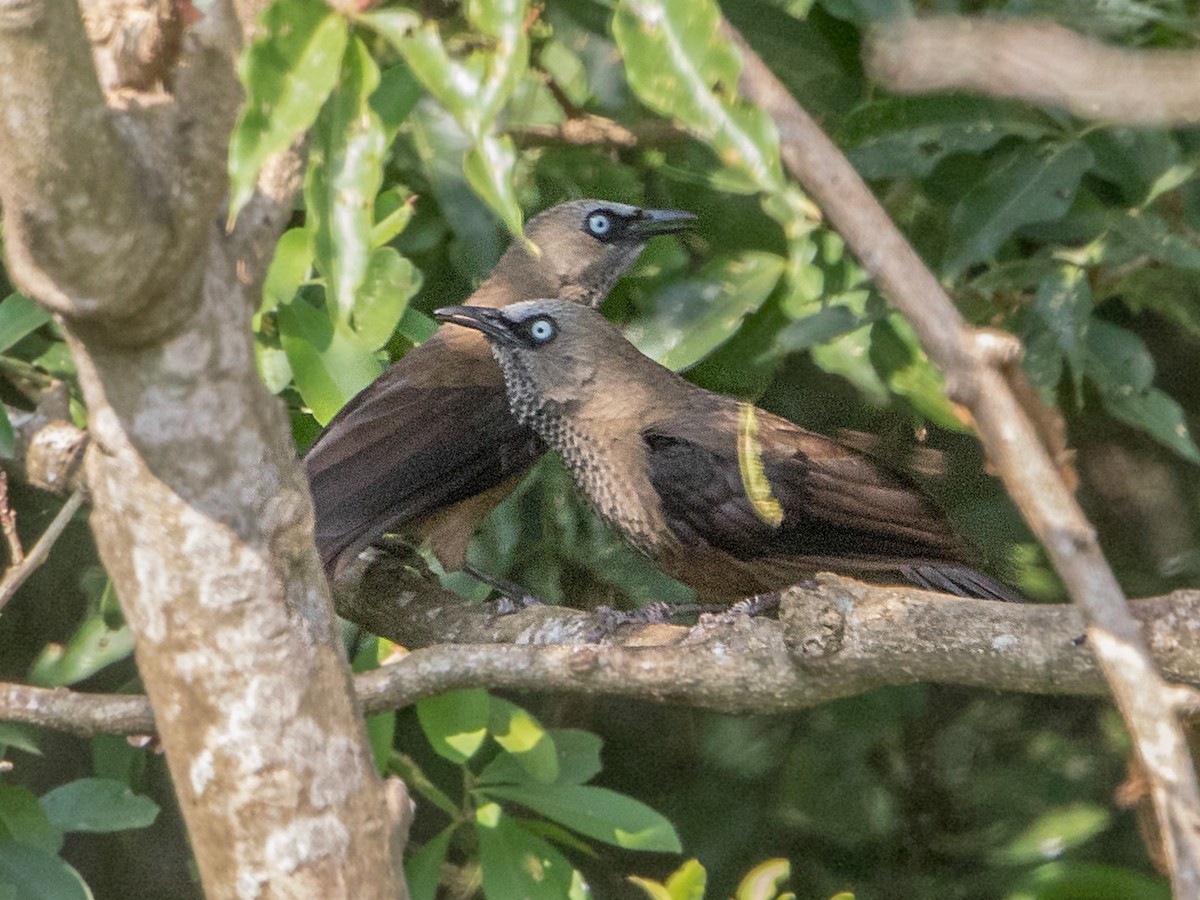 Dusky Babbler - Turdoides tenebrosa - Birds of the World