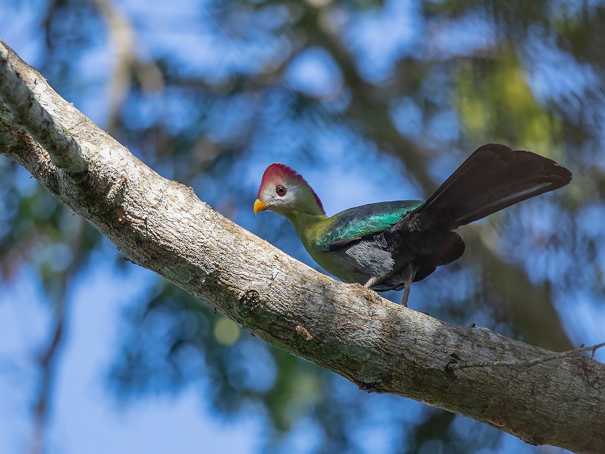 Red-crested Turaco - Tauraco erythrolophus - Birds of the World