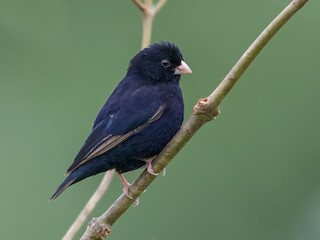 Wilson's Indigobird - Vidua wilsoni - Birds of the World